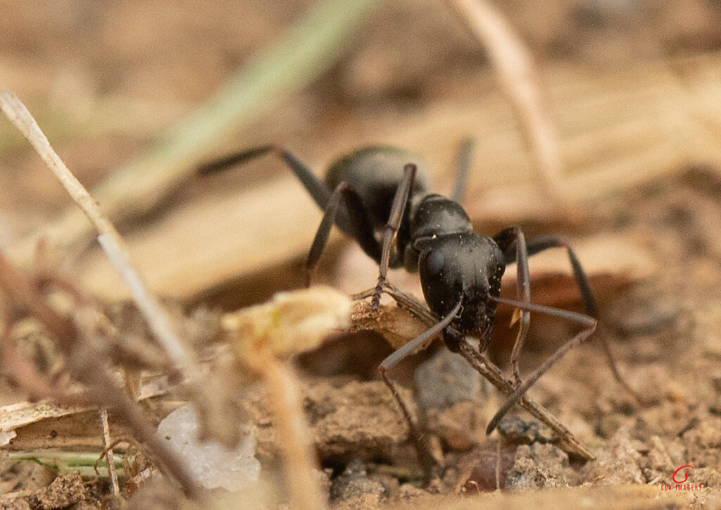 Ants Eye View – Insect Macrophotography – Cox Imagery